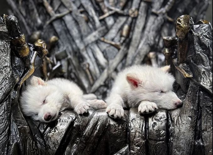 Logran regresar de la extinción al lobo huargo que aparece en Juego de ...